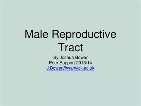 Ppt Male Reproductive Tract Powerpoint Presentation Free Download