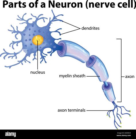 Onderdelen Van Het Neuron Diagram Uitleg