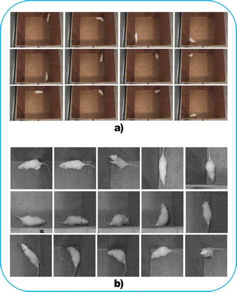 dataset examples for the training of the ssd used for the rat s
