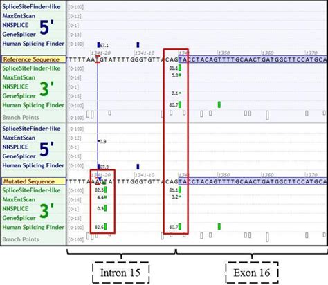 Splice Prediction Outcomes For The Eya4 C1341 19ta Mutation The Long
