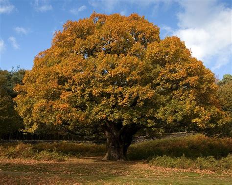 Organisms Temperate Deciduous Forest