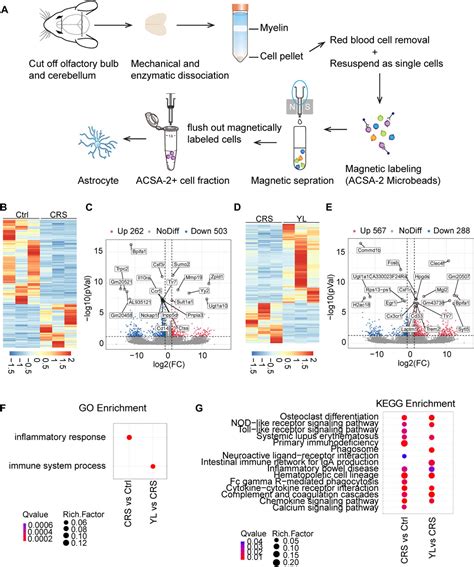 Frontiers Astrocytes Underlie A Faster Onset Antidepressant Effect Of