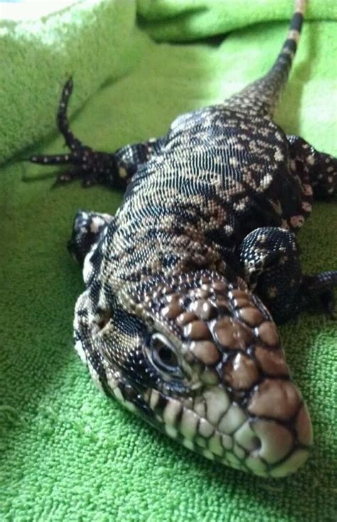 Argentine Tegu Enclosure