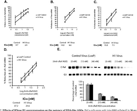 Figure 1 From Determination Of The Role Of The Human Rnase H1 In The