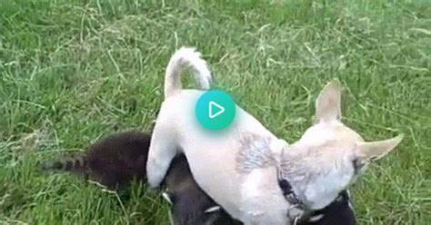 Tequila The Chihuahua And Her Weird Puppies Album On Imgur