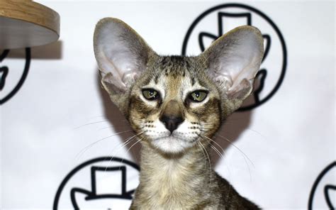 Oriental Cats For Adoption