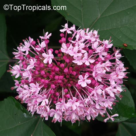 Clerodendrum Bungei Cashmere Cashmir Bouquet Glory Bower Clerodendron