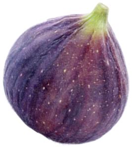 Naked Fig Marcia Selden Catering Events