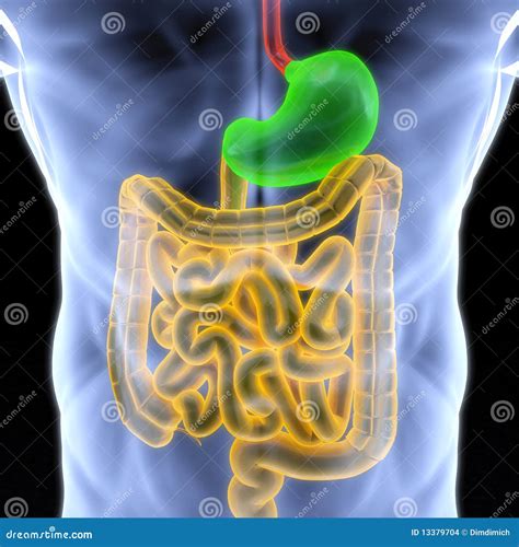 Human Entrails Stock Illustration Illustration Of Biology 13379704 Human Entrails Stock Illustration Illustration Of Biology 13379704
