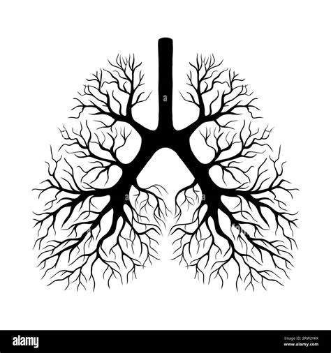 Illustration Of Human Lungs Stock Vector Image And Art Alamy