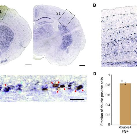 Association Neurons In L6b SP Expressed Kcnab1 A ISHH Was Carried