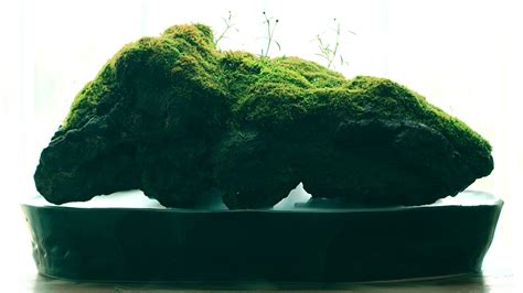 열린 공간에서 이끼 키우는 방법 🗻 Youtube