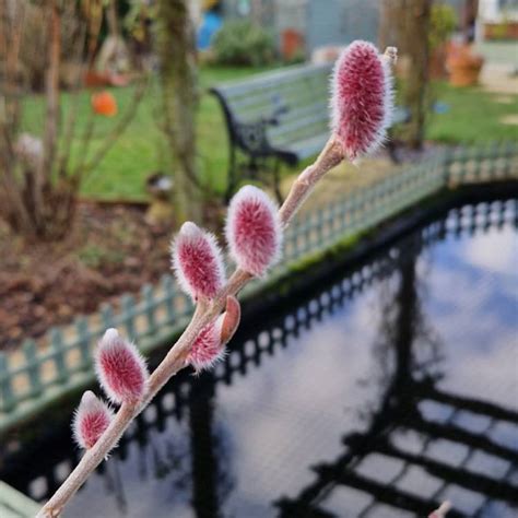 Salix Gracilistyla Mount Aso Pussy Willow Mount Aso Uploaded By
