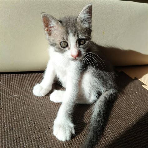「人と猫が大好き！元気な甘」千葉県 猫の里親募集472425 3枚目の画像 ペットのおうち【里親決定25万頭！】