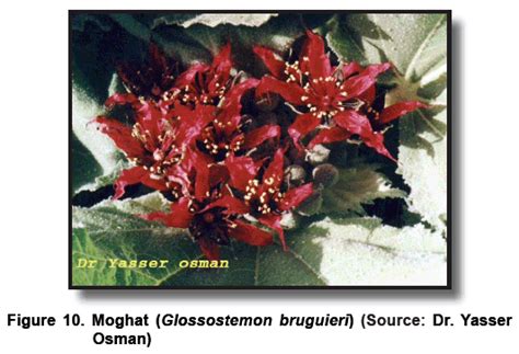 Glossostemon Bruguieri Alchetron The Free Social Encyclopedia