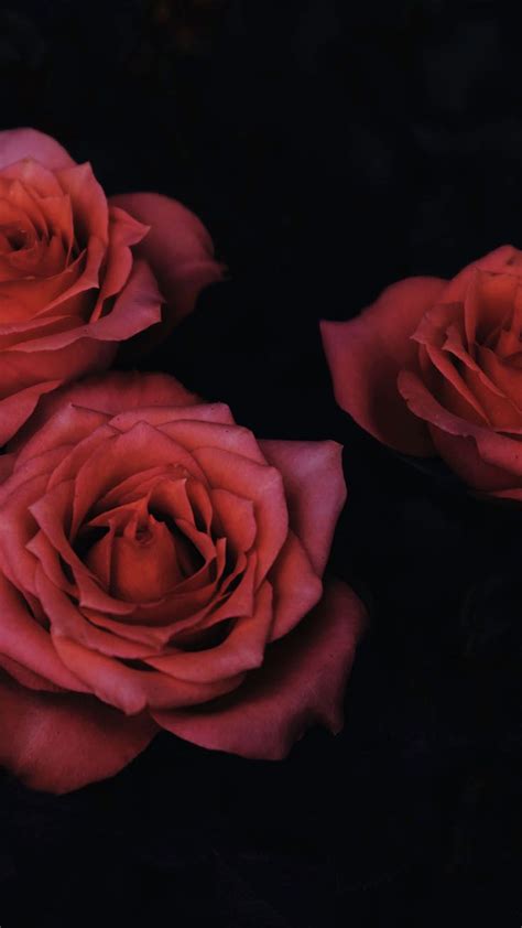 29 Romantic Roses IPhone X Wallpapers Preppy Wallpapers Wallpaper