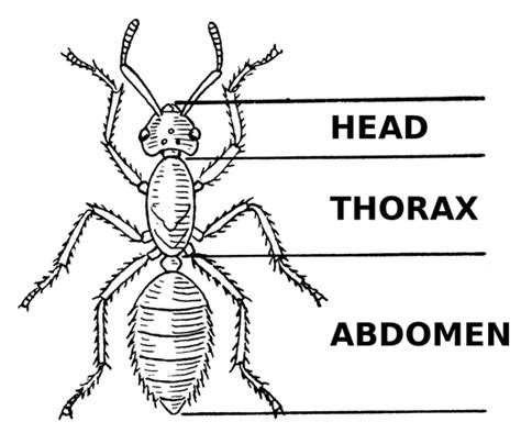 Insect Diagram