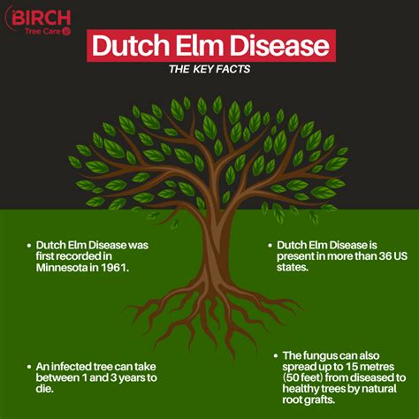 Do All Elm Trees Get Dutch Elm Disease At Levi Skipper Blog
