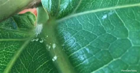 How To Get Rid Of Mealybugs On Ficus