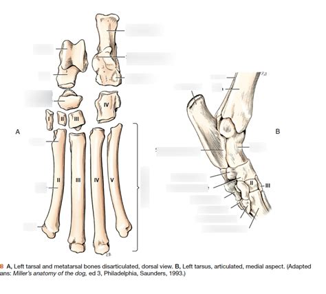 Tarsal Bone