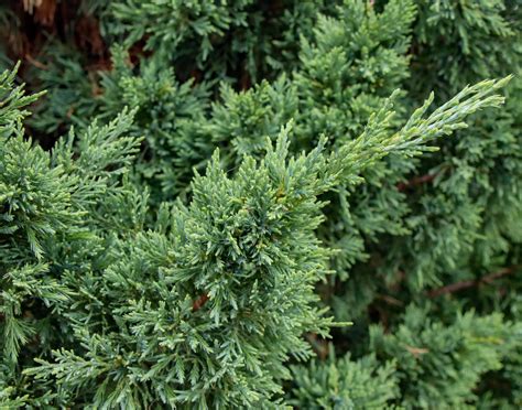 Juniperus Chinensis Iowa ~ Iowa Juniper Moon S Tree Farm