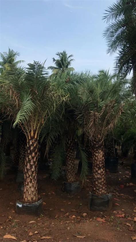 Date Palm At ₹ 5000 Date Palm Trees In Bhopal Id 2849627490712