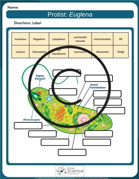 Visual Science Cells Protist Cell Organelles Label Sped El Tpt