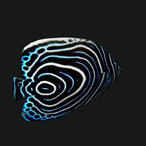 Juv Emperor Fish 3d Model 9 Fbx Ma Obj Stl Free3d