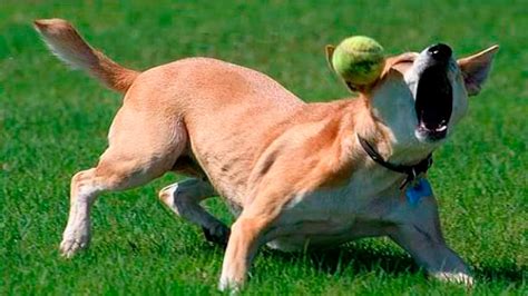 Dog Fails Dog Fails Compilation 2016 Youtube
