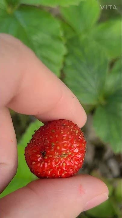 딸기가 좋아 딸기가 좋아 Youtube