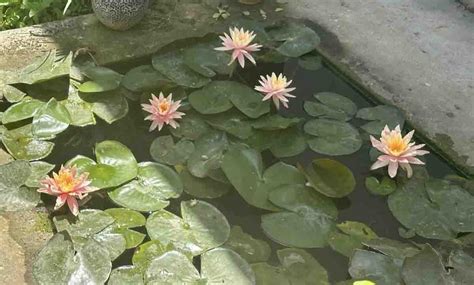 Minister Rawat Links Bjps Victory With Blooming Lotuses In House
