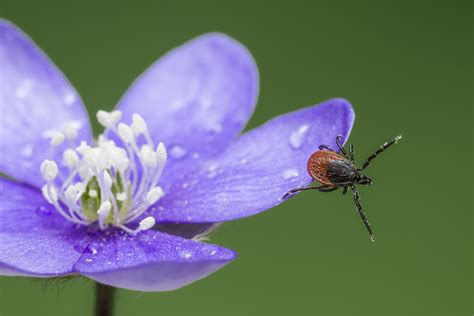 Agate Territoires Tiques et maladie de Lyme informer communiquer pour mieux se protéger