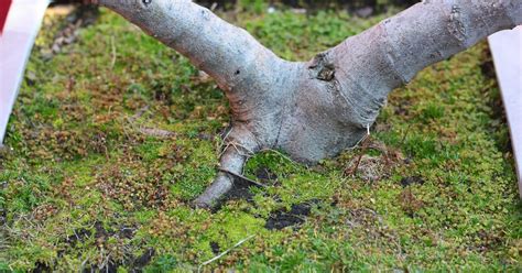 Square Feet Plus Root Pruning