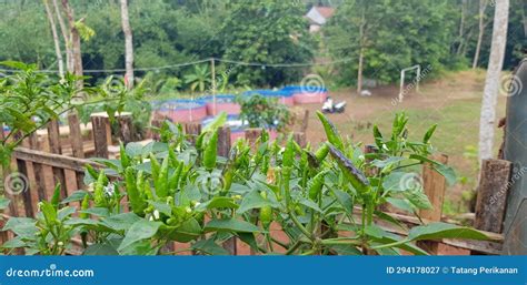 Successful Chili Cultivation Produces Dense And Healthy Fruit Stock