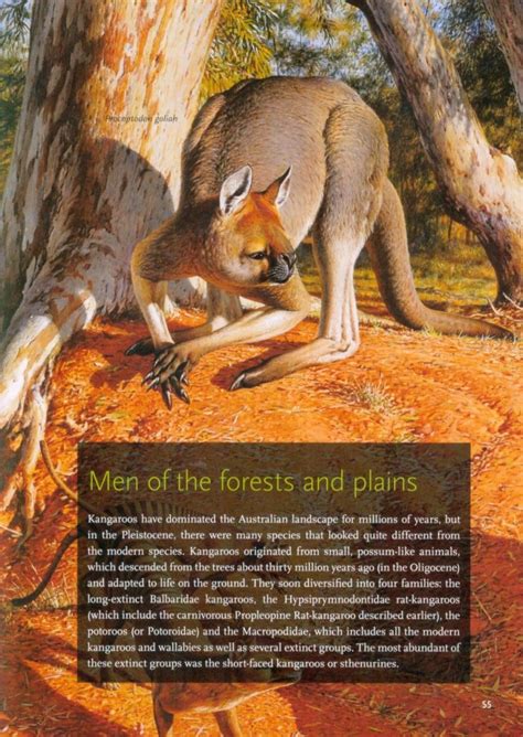 Prehistoric Giants The Megafauna Of Australia Nokomis