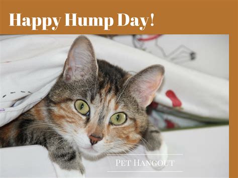 Stix Wishing All A Happy Hump Day Cat Cats Hump Day Wacky
