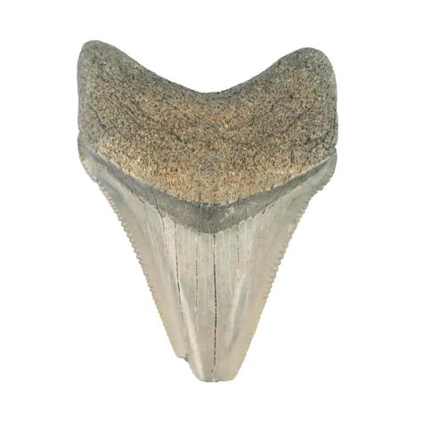 Fossilized Megalodon Tooth Ebth