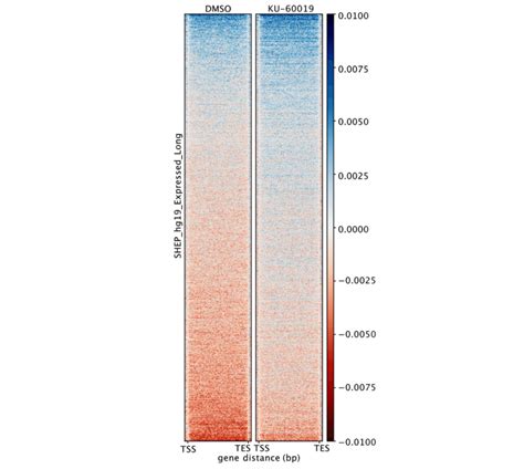 12 Heatmap Showing Gene Expression Upon Atm Inhibition Heat Map Of All