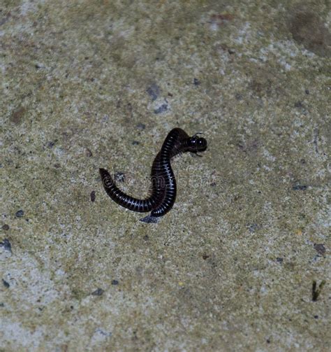 Mating Millipede Millipede Centipedes Black With Strong Armor Stock