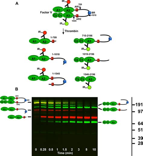 Cleavage Of Factor V By Thrombin Analyzed By Dual Color Western