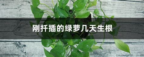 刚扦插的绿萝几天生根 花百科