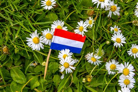 Toothpick With The Dutch Flag On The Green Grass With White Daisy