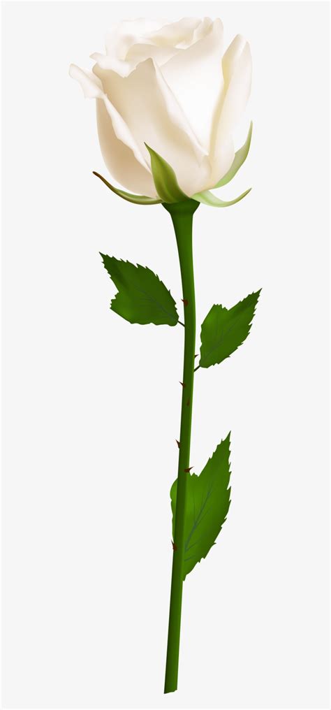 White Rose Png Image Flower White Rose Png Picture