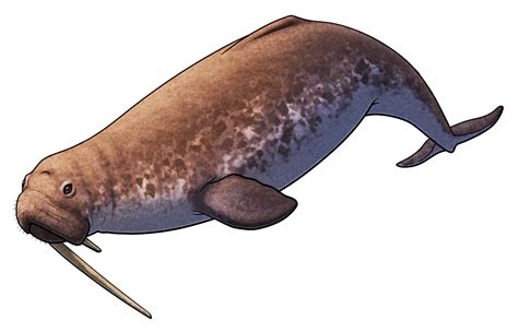 Tusks Nix Illustration