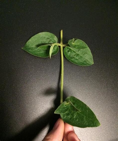 2種非常好養漂亮的花，適合種院子裏露台上，一個枝條能插活 每日頭條