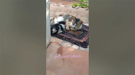 අම්මයි පුතයි හුරතල් වෙන හැටි Youtube