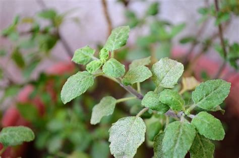 Holi Tulsi 잎에 흰가루병 이 질병은 잎과 때로는 줄기와 꽃에 흰색에서 회색의 가루 같은 성장으로 쉽게 알아볼 수