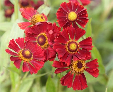 Buy Sneezeweed Syn Ruby Tuesday Helenium Ruby Thuesday Herbaceous