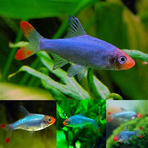 Tetra S Aquarium Central Live Fish Experts