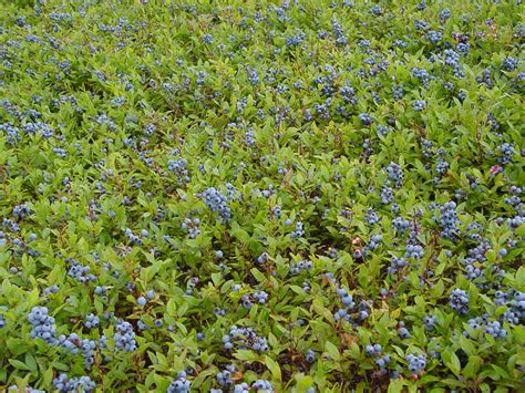 Growth And Development Welcome To The Wild Blueberry Network
